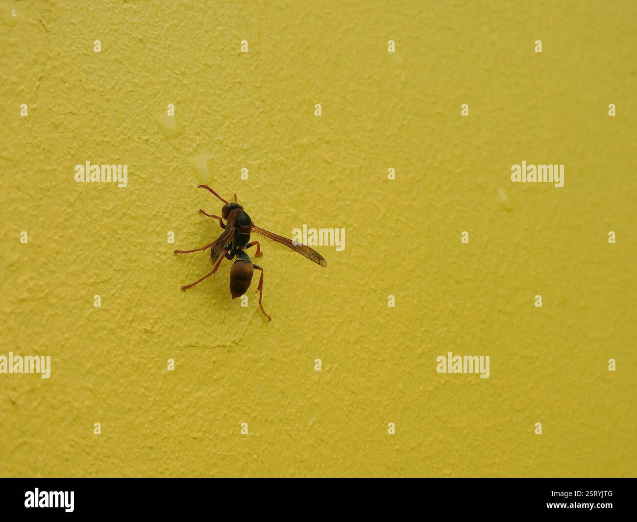 Australian Paper Wasp (Polistes humilis), Insecta, Hamilton East ...