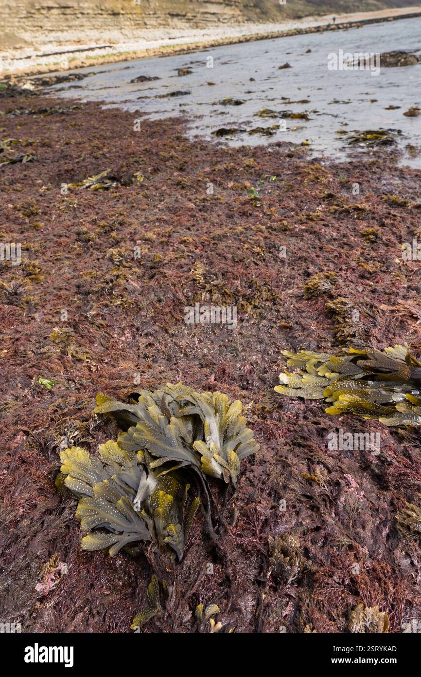 Seaweed (likely *Fucus vesiculosus*) covers the intertidal zone at ...