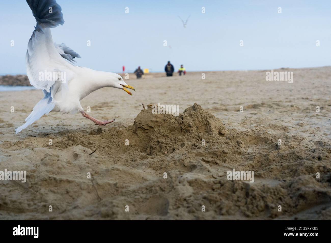 Seagull on beach Stock Photo - Alamy