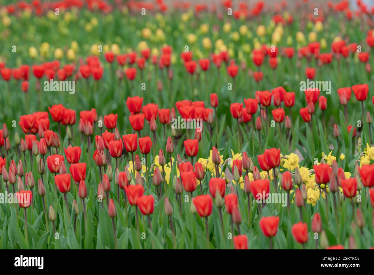CHONGQING, CHINA - FEBRUARY 16, 2025 - Tulips are in full bloom in ...