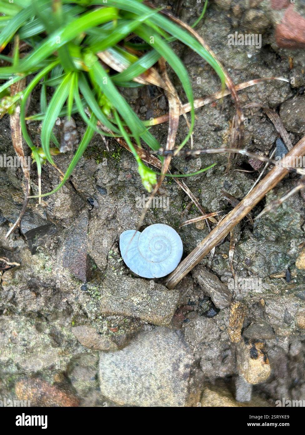 (Spirostoma japonicum), Mollusca, 鹿島町藺牟田, 薩摩川内市, 鹿児島県, JP Stock Photo ...