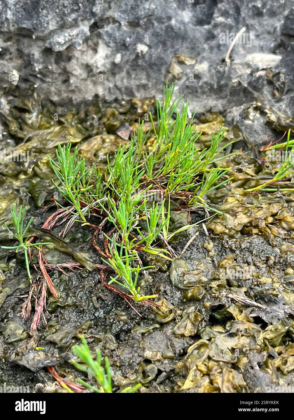 Whitlow-wort (Paronychia virginica), Plantae, West Blocton, AL, US ...