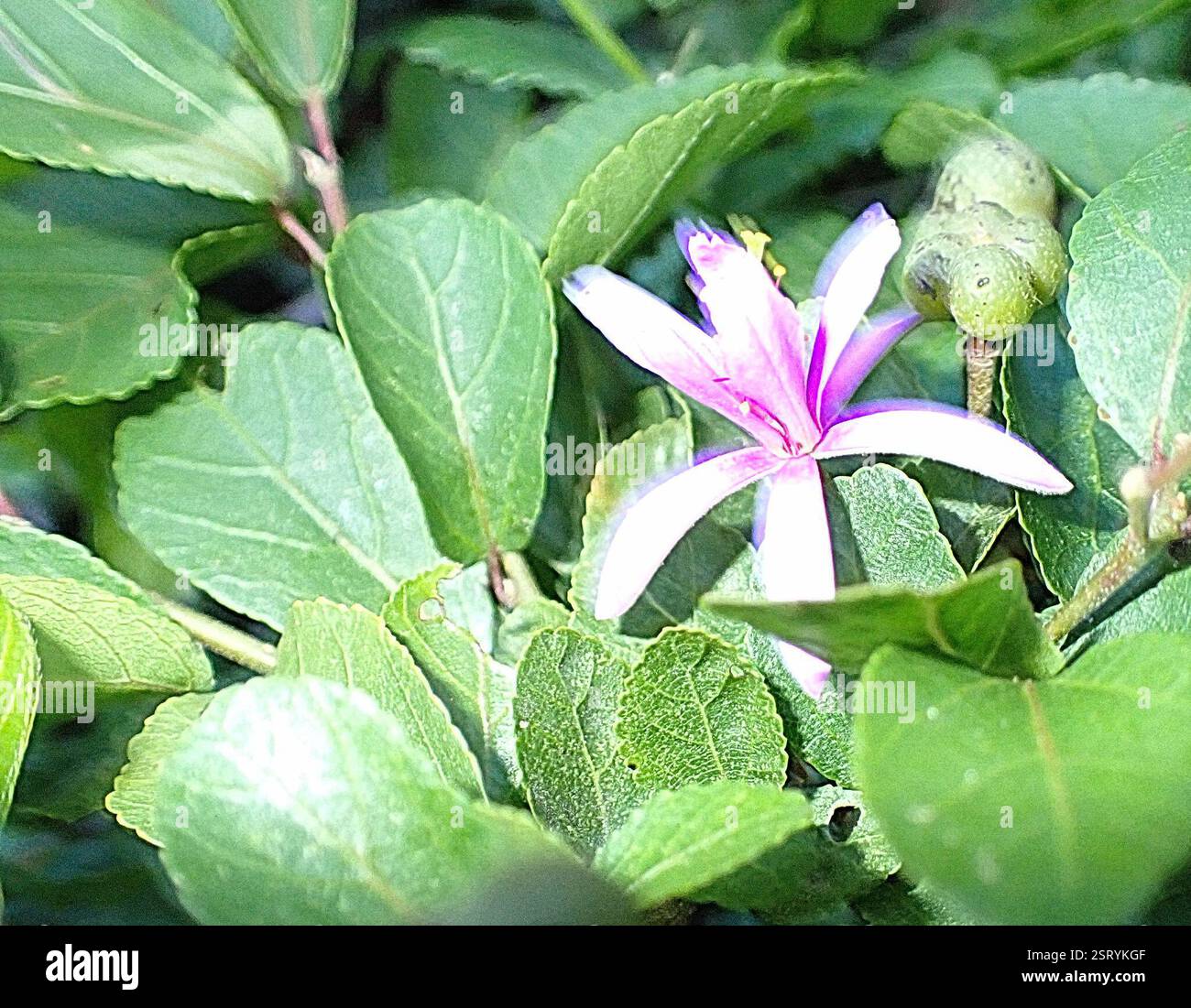Crossberry (Grewia occidentalis), Plantae, Garden Route District ...