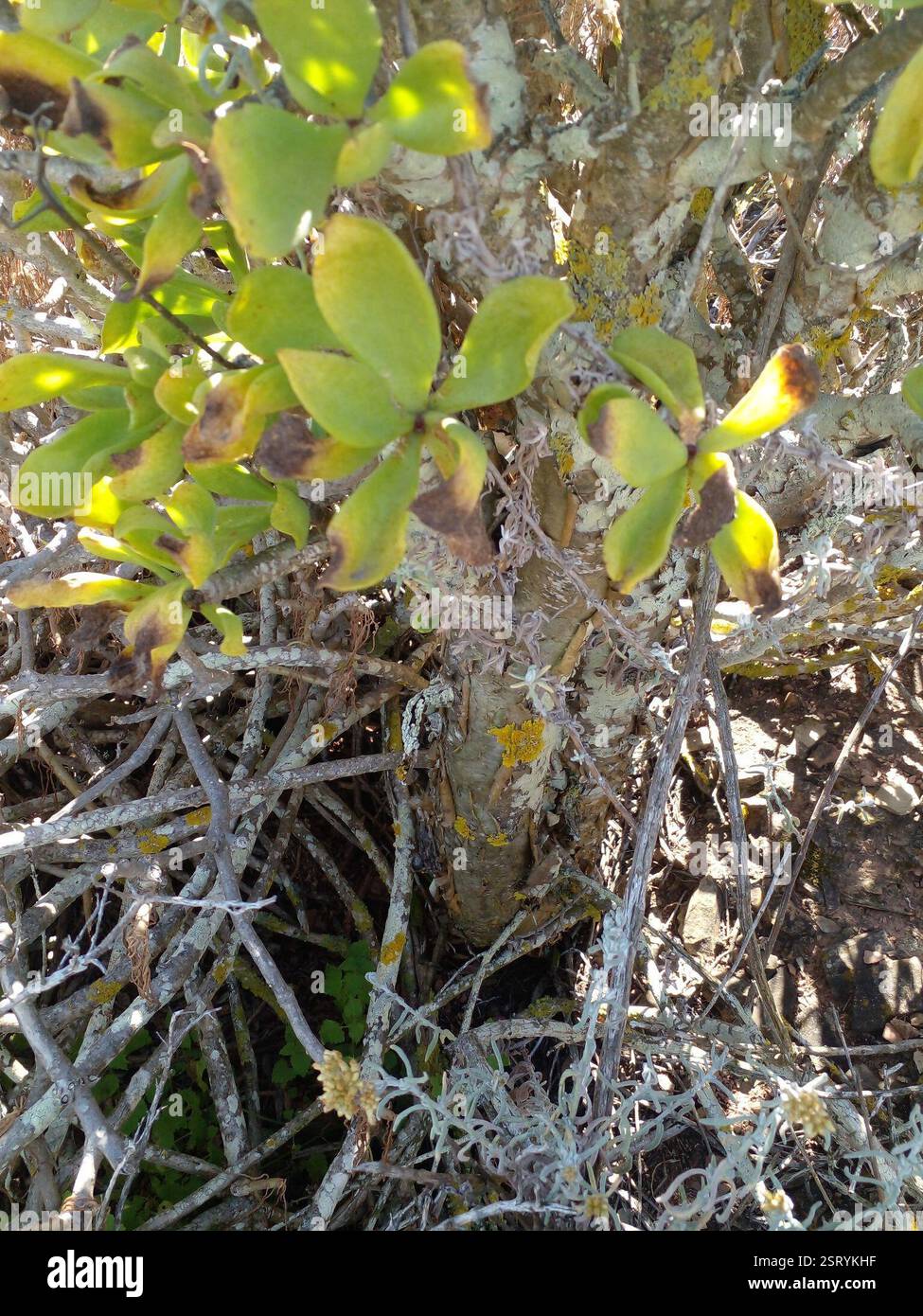 Botterboom (Tylecodon paniculatus), Plantae, Blaauwberg Conservation ...