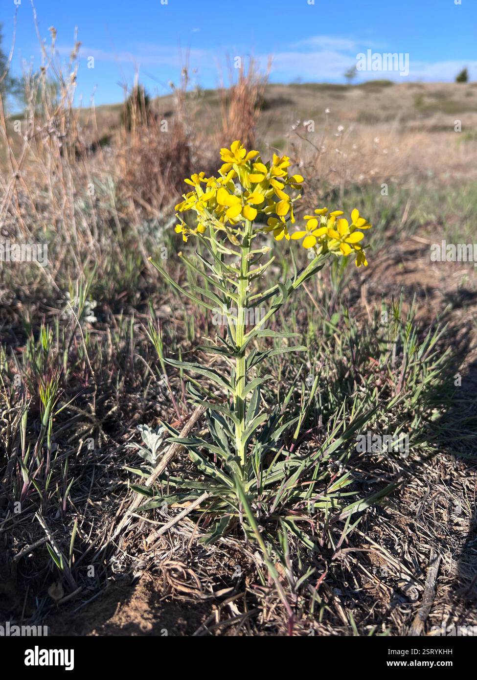 Prairie-rocket Wallflower (Erysimum asperum), Plantae, Wilson State ...