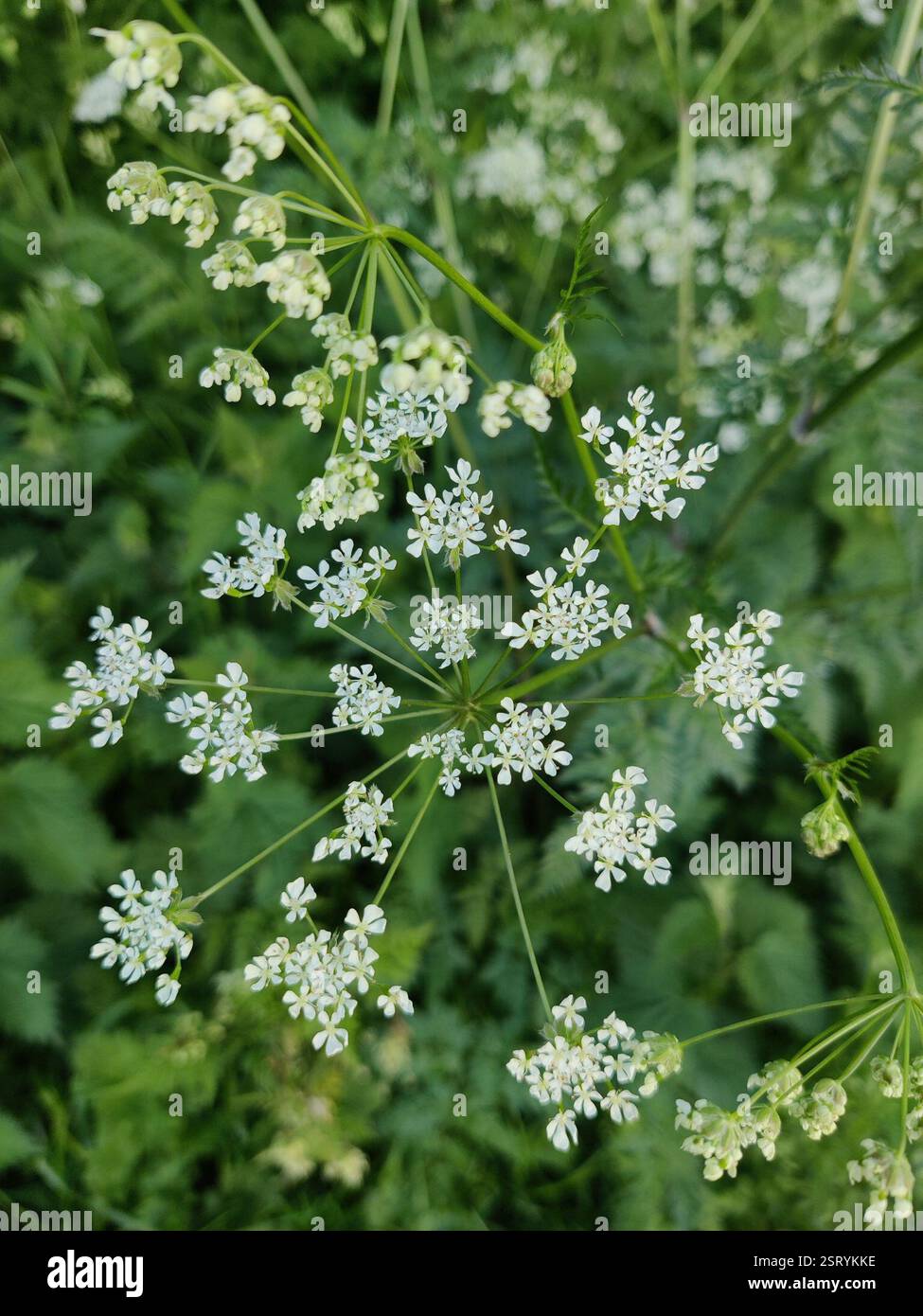 Cow Parsley (Anthriscus sylvestris), Plantae, Longlands Road, Carlisle ...