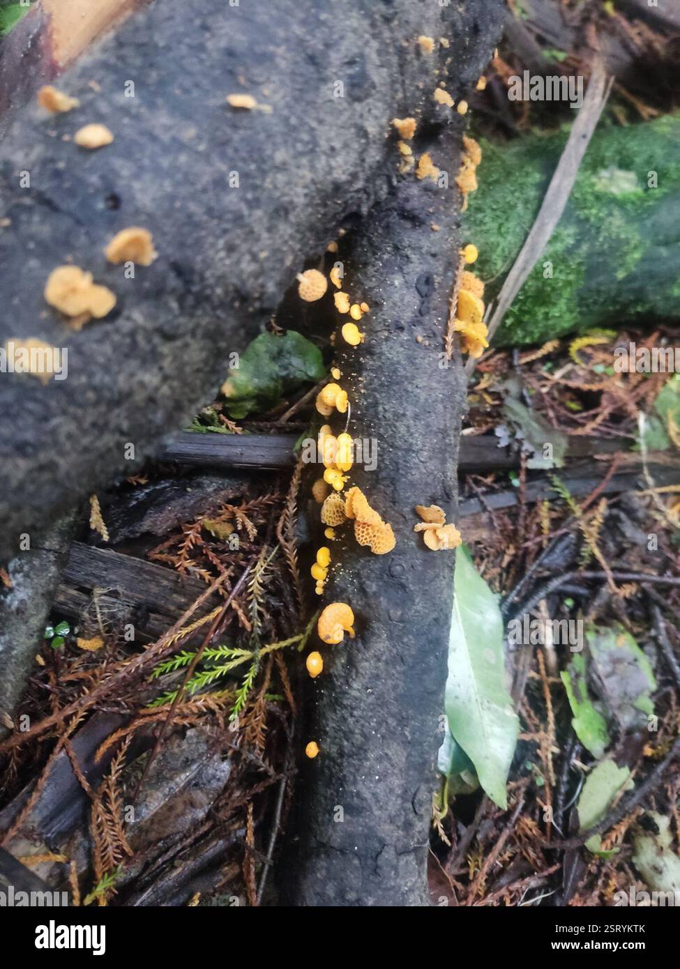 orange pore fungus (Favolaschia claudopus), Fungi, Riccarton Bush Stock ...