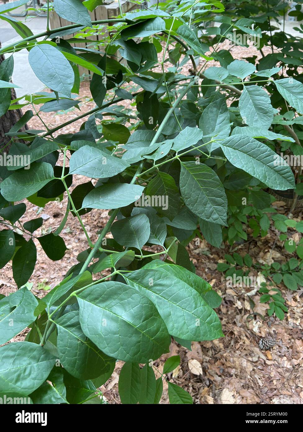 ashes (Fraxinus), Plantae, Lake Crabtree County Park, Cary, NC, US ...