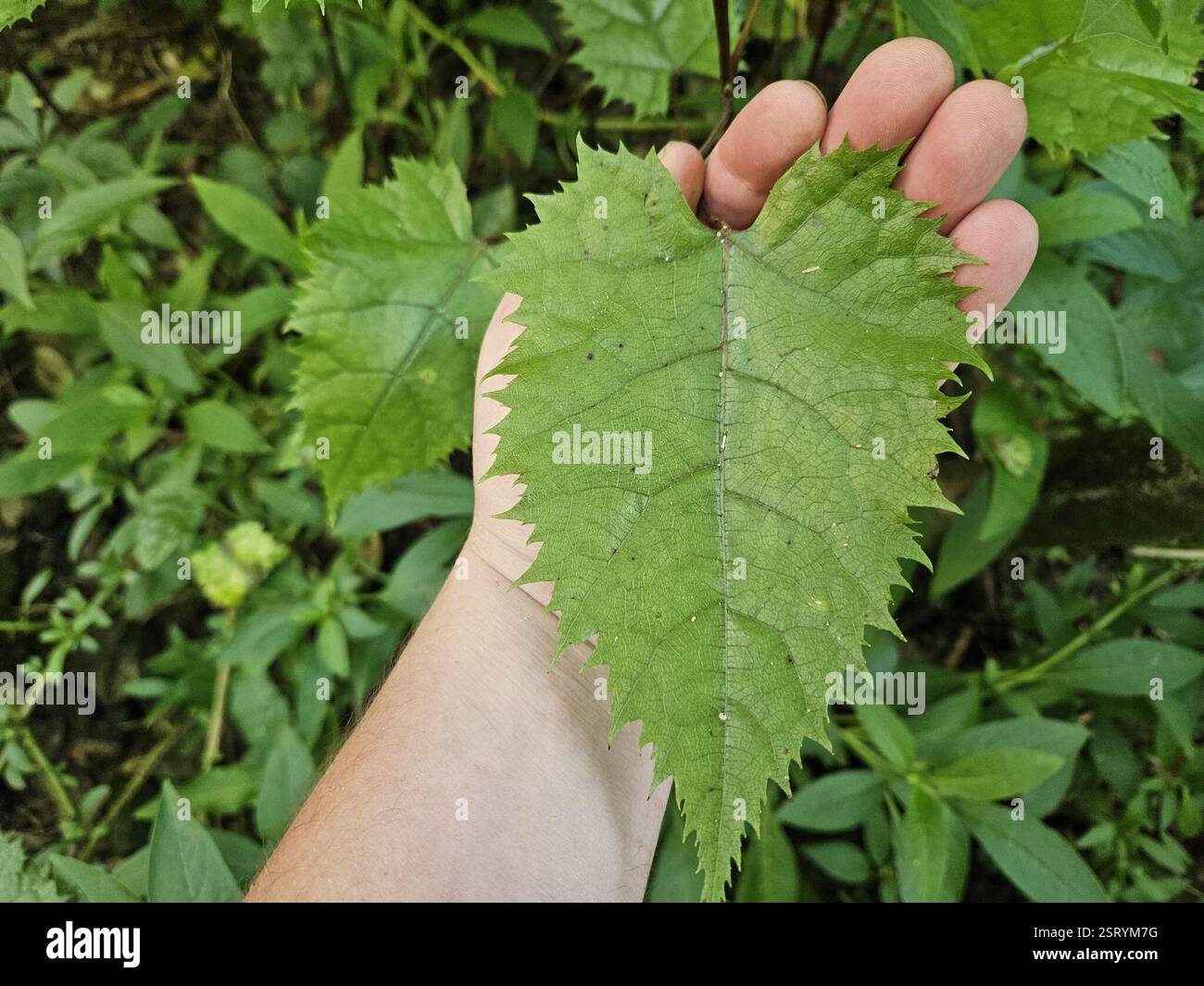 Wineberry (Aristotelia serrata), Plantae, Mākara, Wellington, New ...