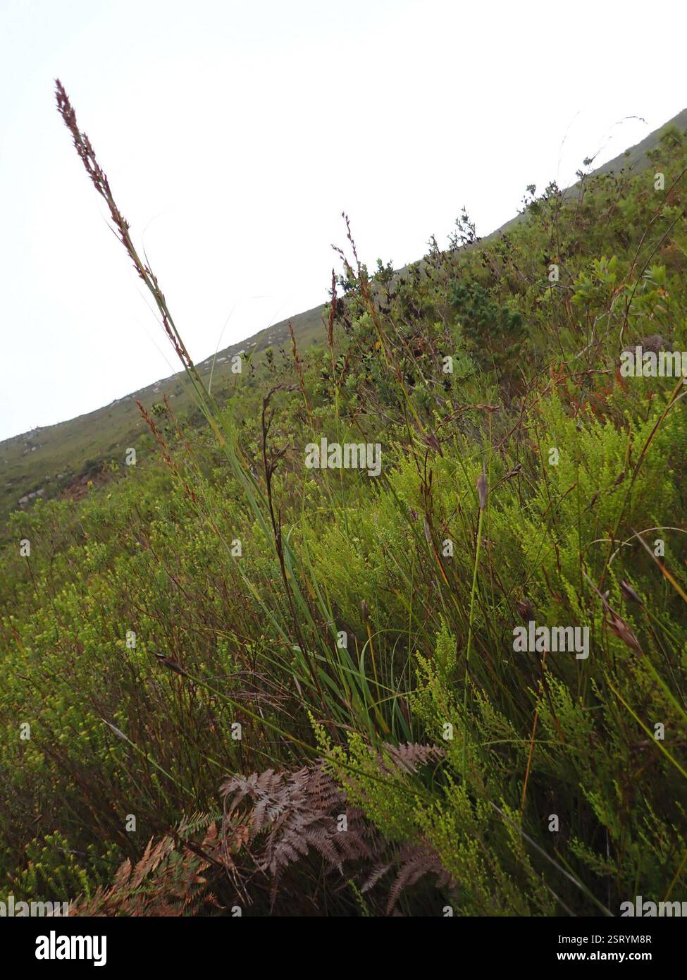 Honey Tetrar (Tetraria involucrata), Plantae, Grootvadersbosch Garden ...