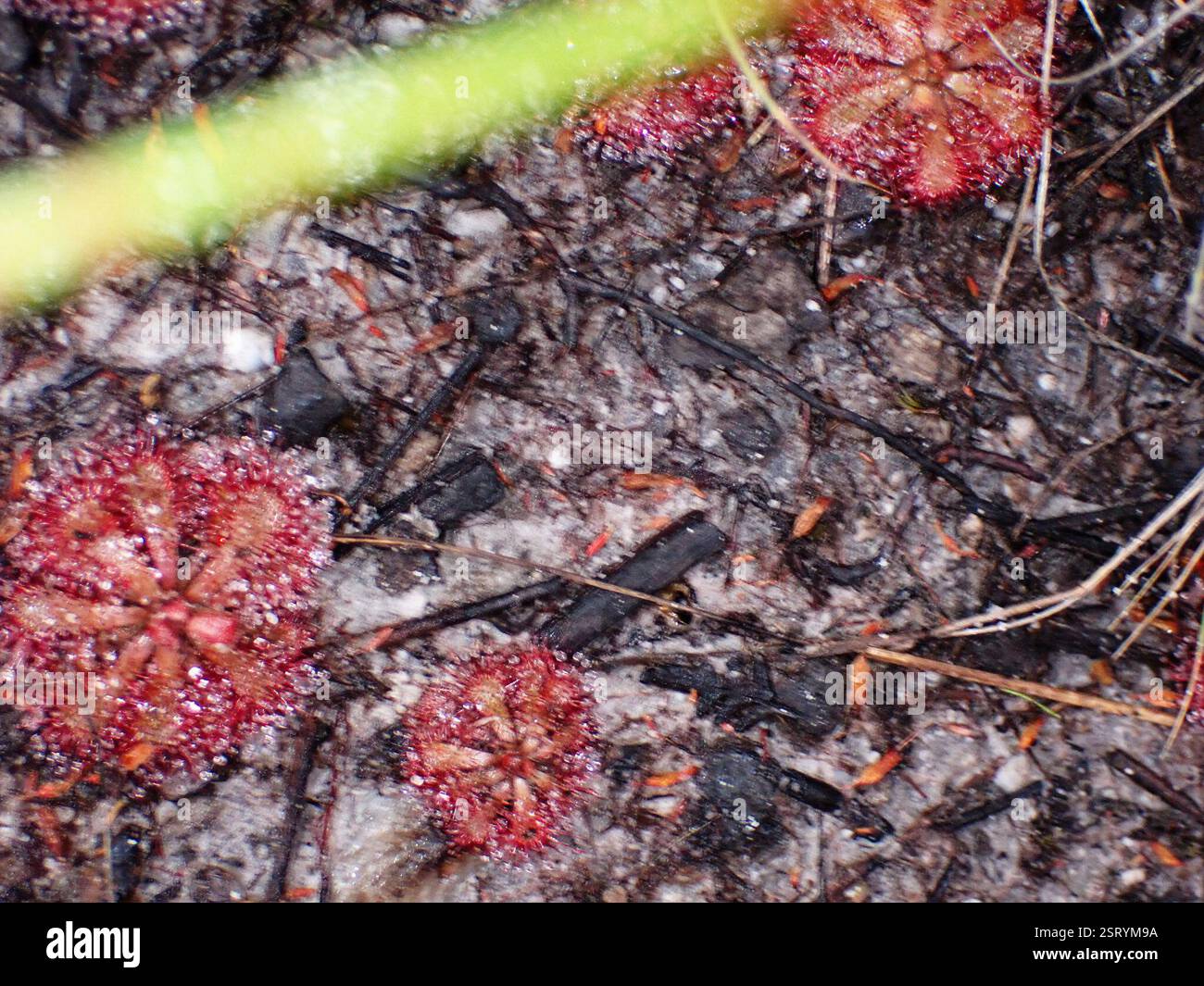 Alice Sundew (Drosera aliciae), Plantae, Grootvadersbosch Garden Route ...