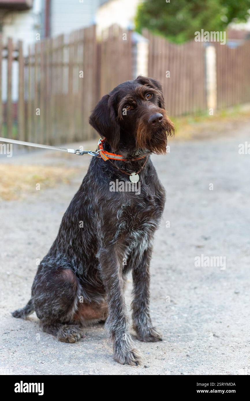 German Wirehaired Pointer also know as Drahthaar sitting. German wire-haired hunting dog Stock ...