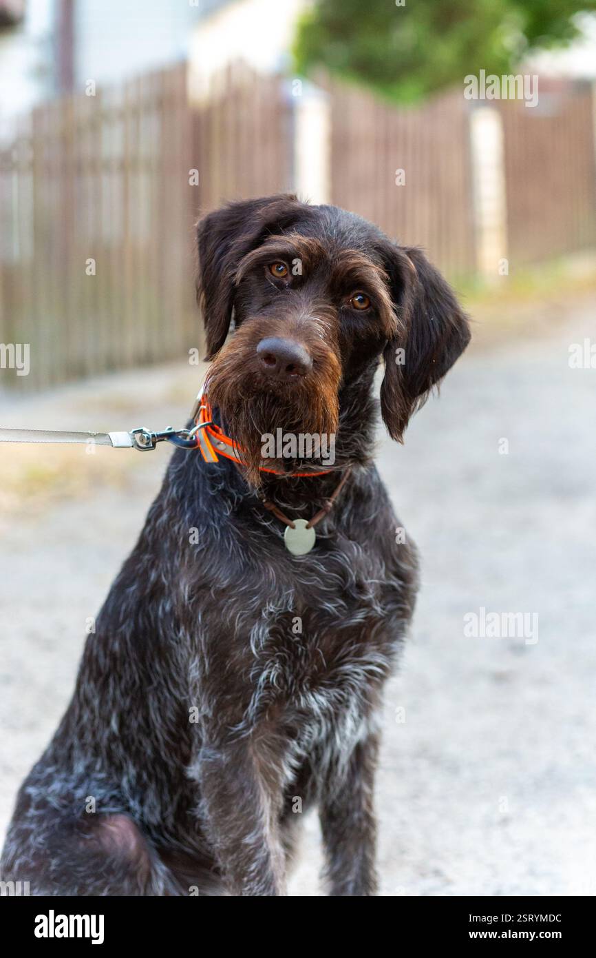German Wirehaired Pointer also know as Drahthaar sitting. German wire ...