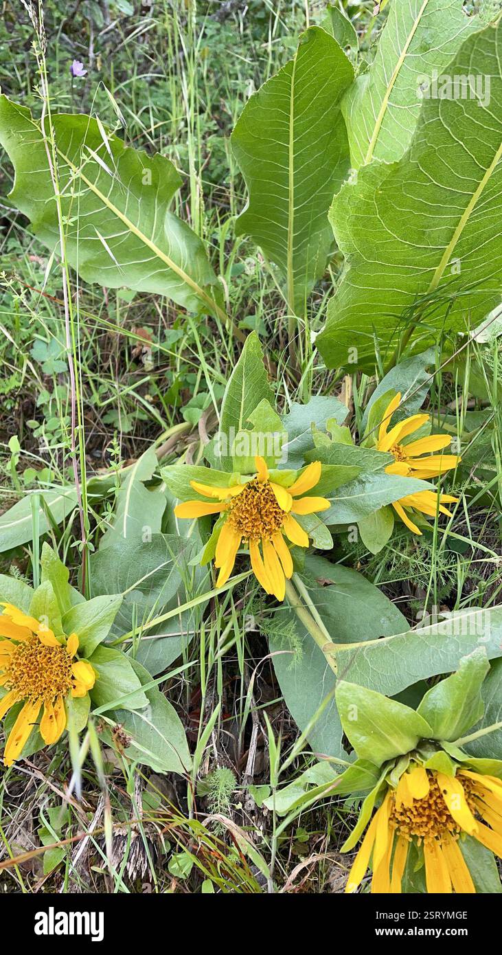 smooth mule-ears (Wyethia glabra), Plantae, Salinas, CA, US, Smooth ...