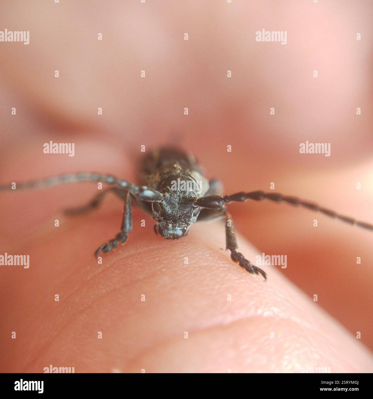 (Neodorcadion bilineatum), Insecta, Kosanin dol, Pancharevo, Bulgaria ...