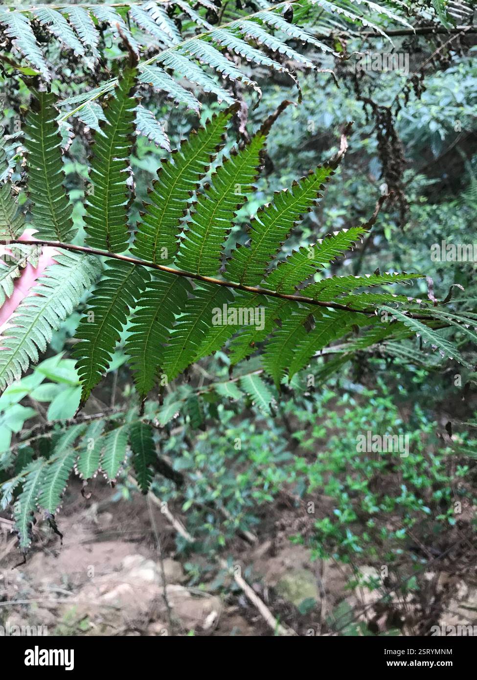 Spiny Tree Fern (Alsophila spinulosa), Plantae, Satsumasendai ...