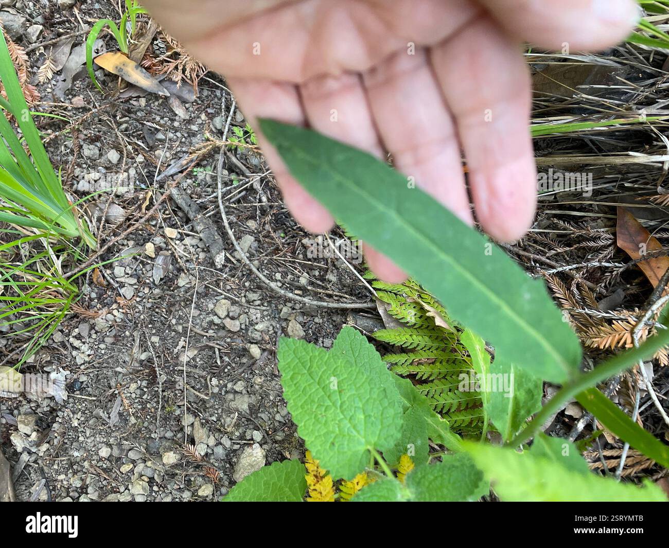 white hawkweed (Hieracium albiflorum), Plantae, Los Padres National ...