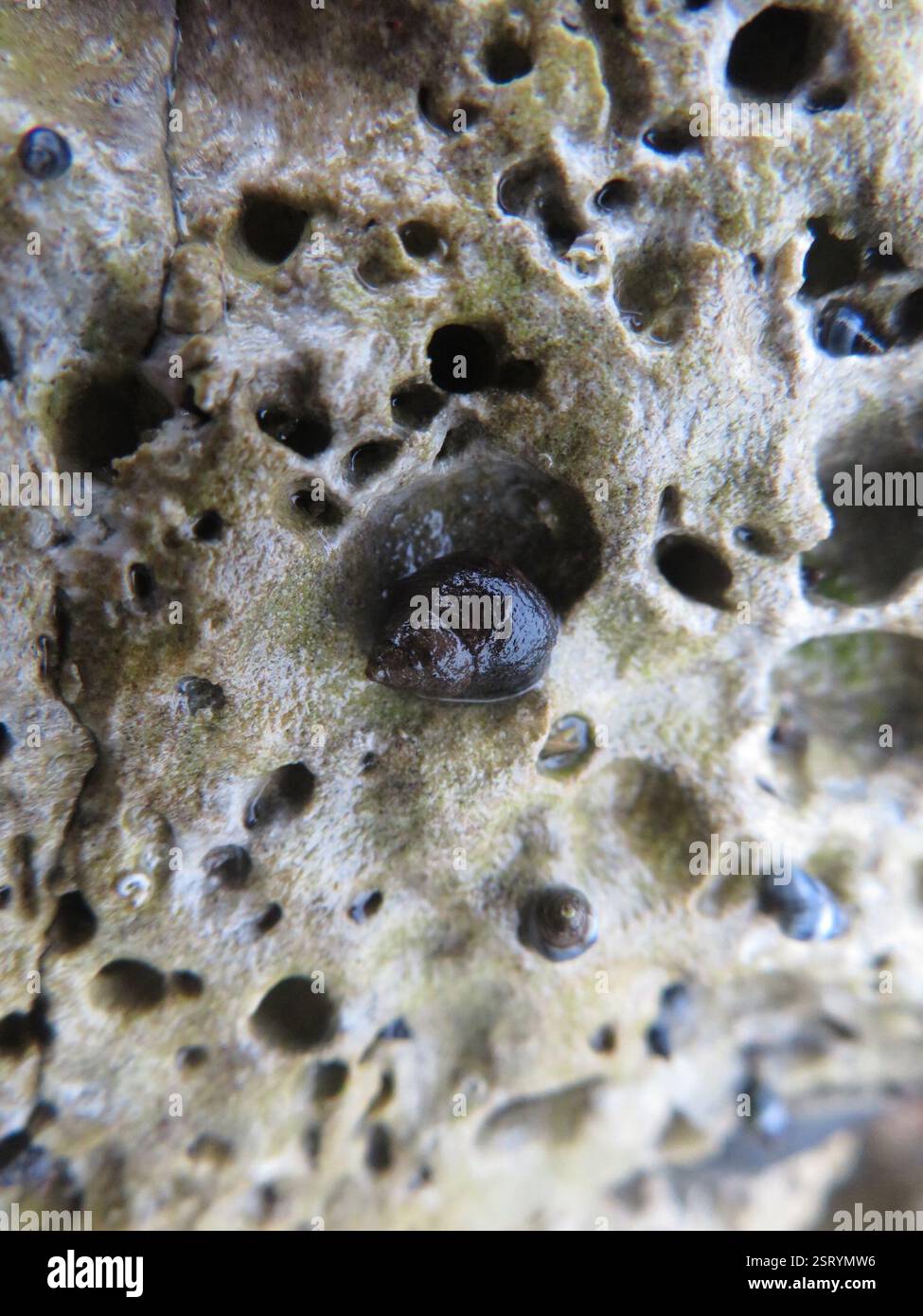 Brown Periwinkle (Austrolittorina cincta), Mollusca, Kaikōura Stock ...