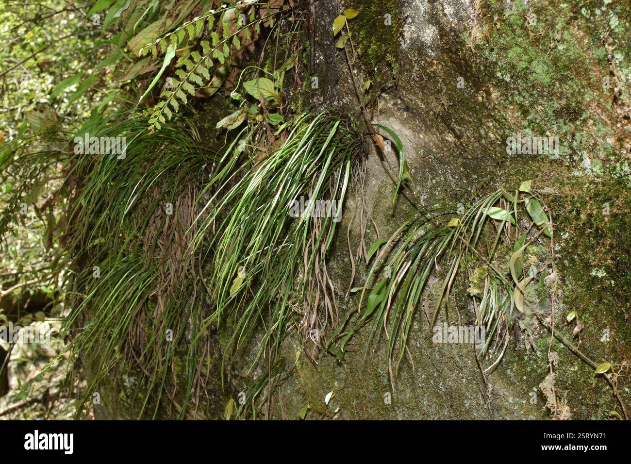 (Haplopteris flexuosa), Plantae, 中国江西省上饶市婺源县 Stock Photo - Alamy