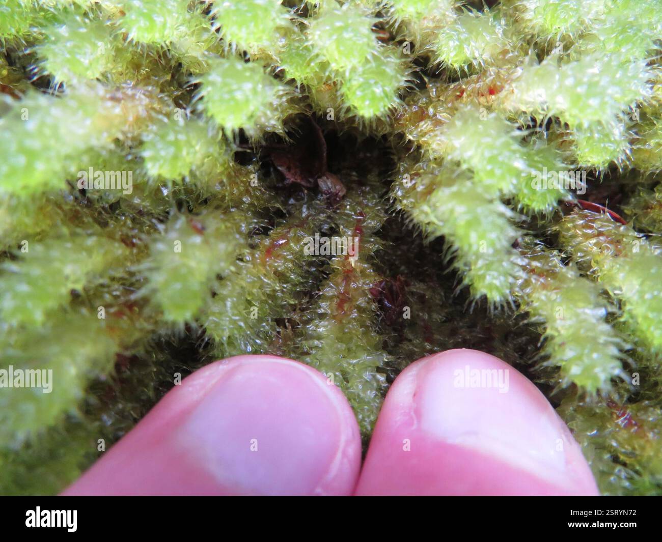 pipe-cleaner moss (Ptychomnion aciculare), Plantae, Arthur's Pass Stock ...