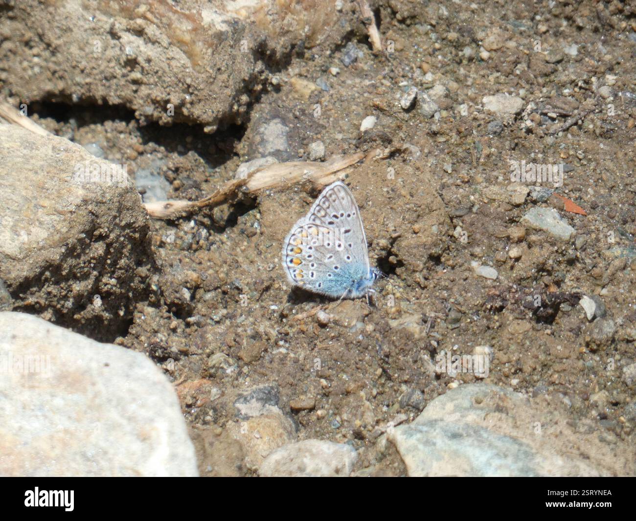 Common Blue (Polyommatus icarus), Insecta, 23010 Buglio In Monte SO ...