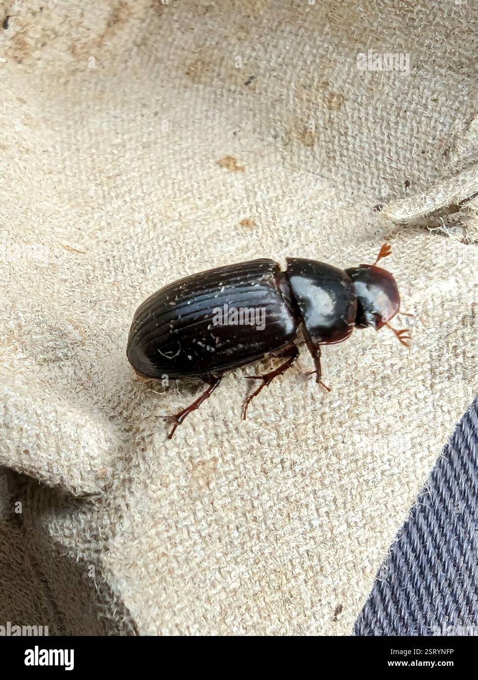 Night-flying Dung Beetle (Acrossus rufipes), Insecta, Lingwood, Norwich ...