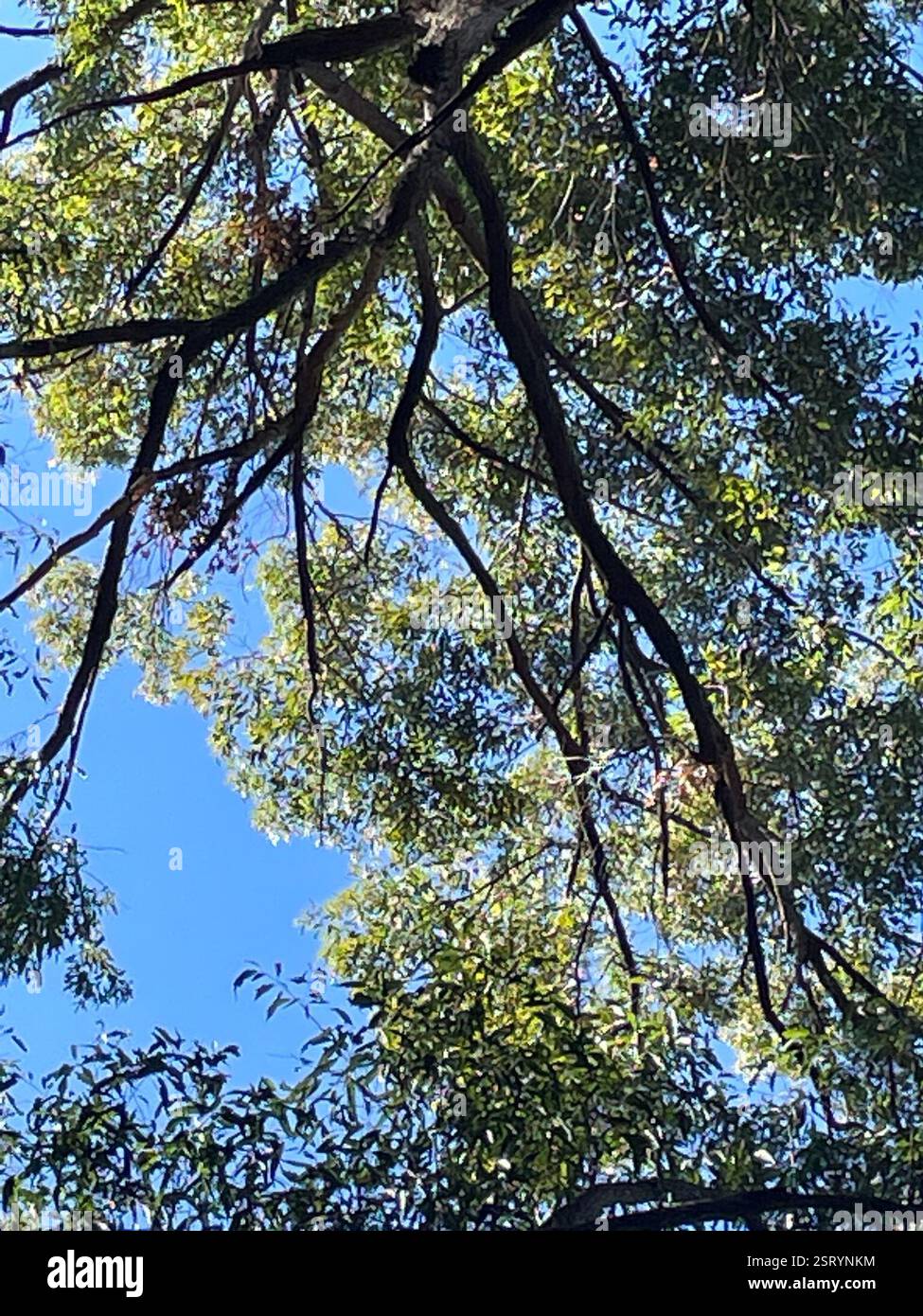 Tallowwood (Eucalyptus microcorys), Plantae, Mount Cotton, QLD, AU ...