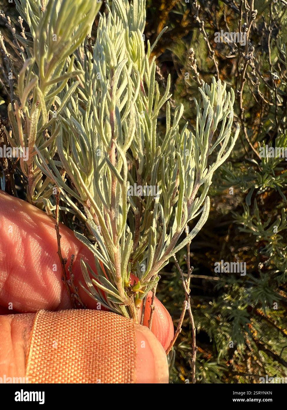 Scabland Sagebrush (Artemisia rigida), Plantae, Douglas County, WA, USA ...
