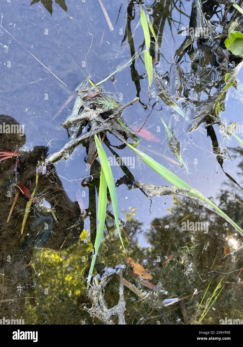 Maidencane (Panicum hemitomon), Plantae, Lake Waccamaw, Lake Waccamaw ...