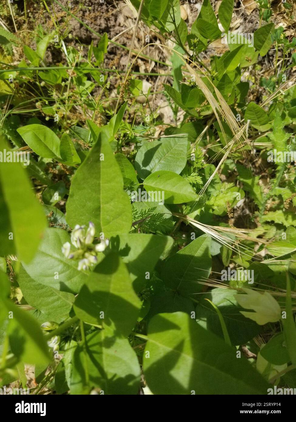 forest scurfpea (Rupertia physodes), Plantae, Ojai, CA 93023, USA Stock ...