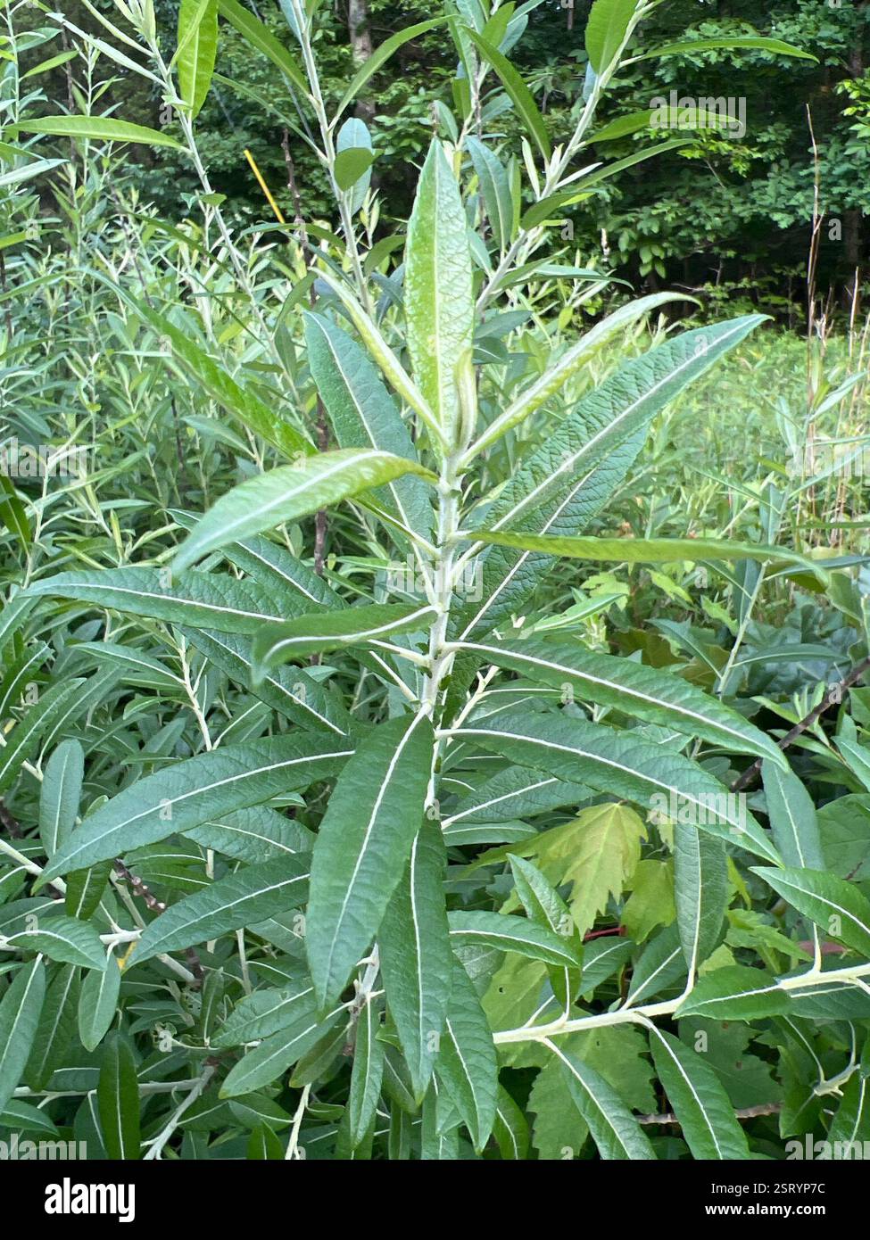 Prairie Willow (Salix humilis humilis), Plantae, North Carolina, US ...