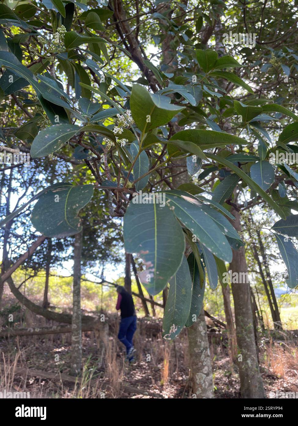 Crows Ash (Flindersia australis), Plantae, Mount Cotton, QLD, AU ...