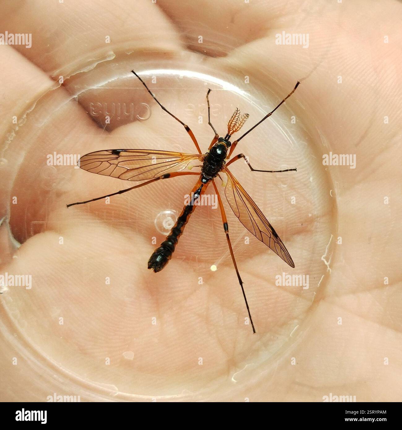 Giant Sabre Comb Horn Cranefly (Tanyptera atrata), Insecta, Kosanin dol ...