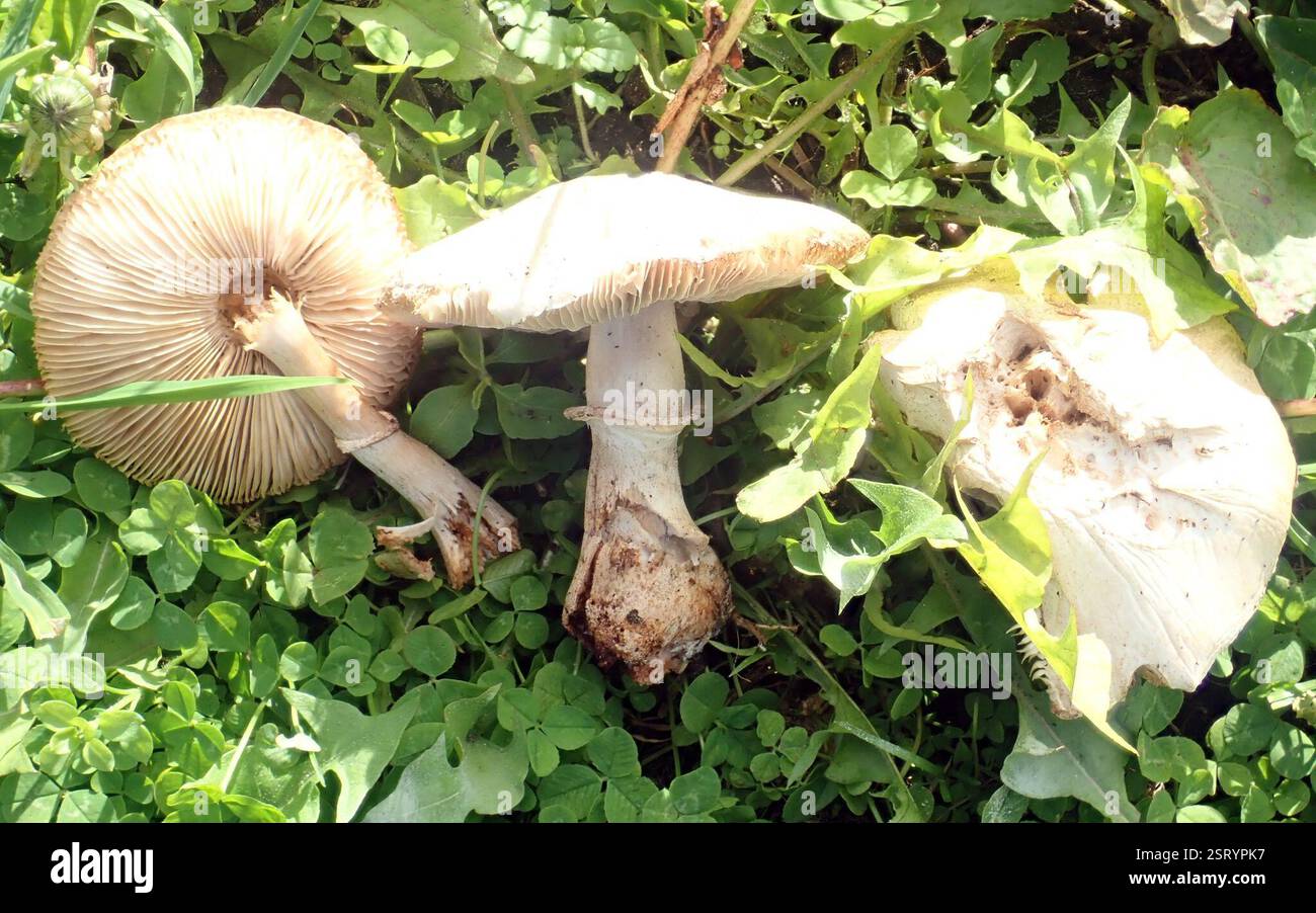 White Dapperling (Leucoagaricus leucothites), Fungi, Chatham Islands ...