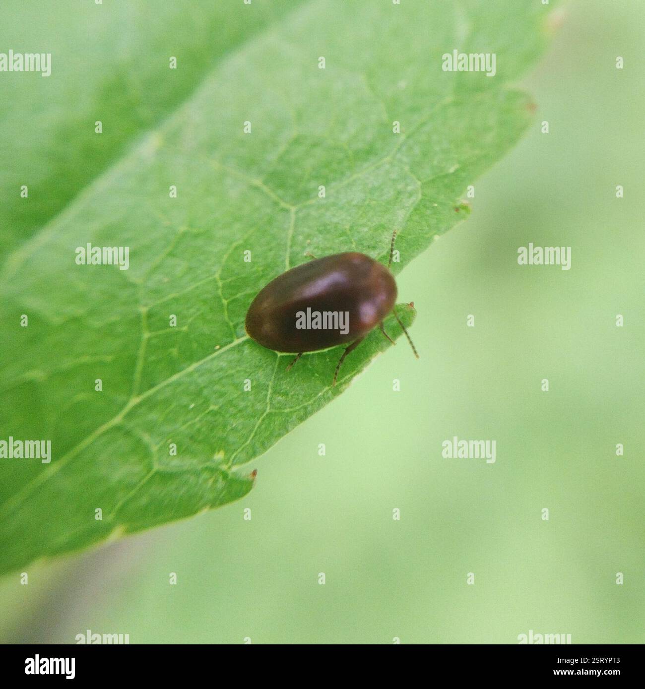 Plate-thigh Beetles (Eucinetidae), Insecta, Mladost, Sofia, Bulgaria ...