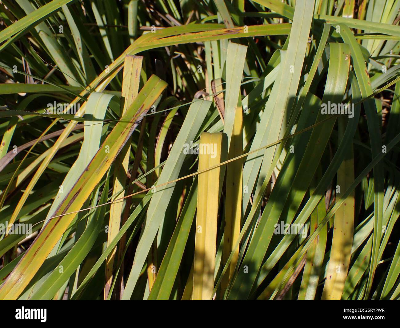 Swamp Sawgrass (Cladium mariscus), Plantae, Robinson Pass, Garden Route ...