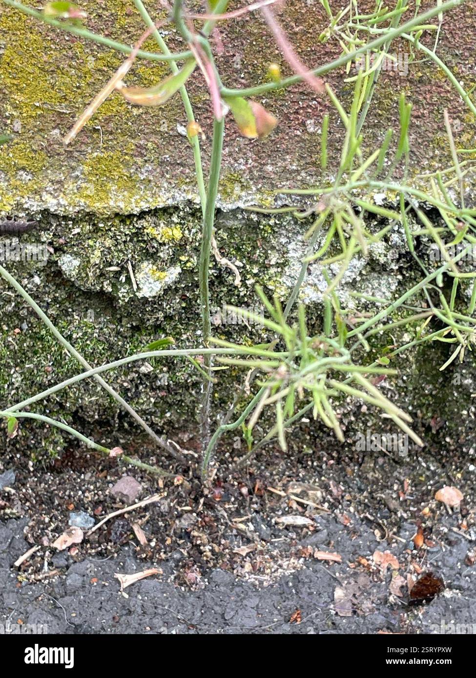 mouse-ear cress (Arabidopsis thaliana), Plantae, Eltisley Ave ...