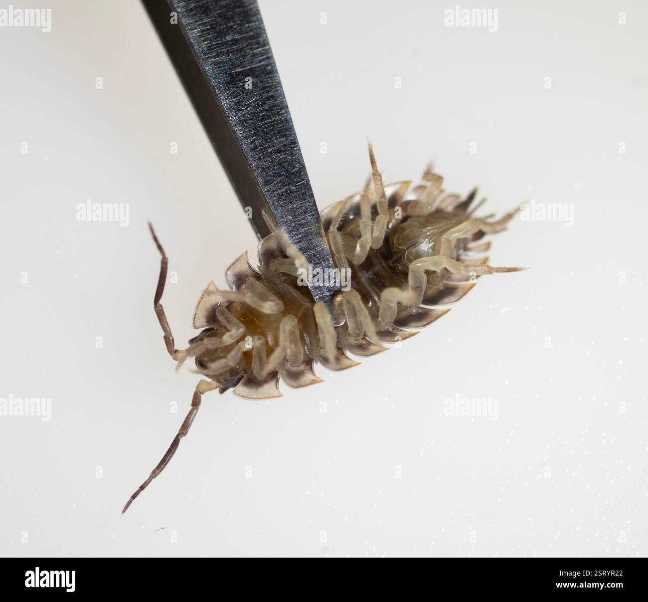 Woodlouse crawls forward, Oniscidea, Isopoda Stock Photo - Alamy