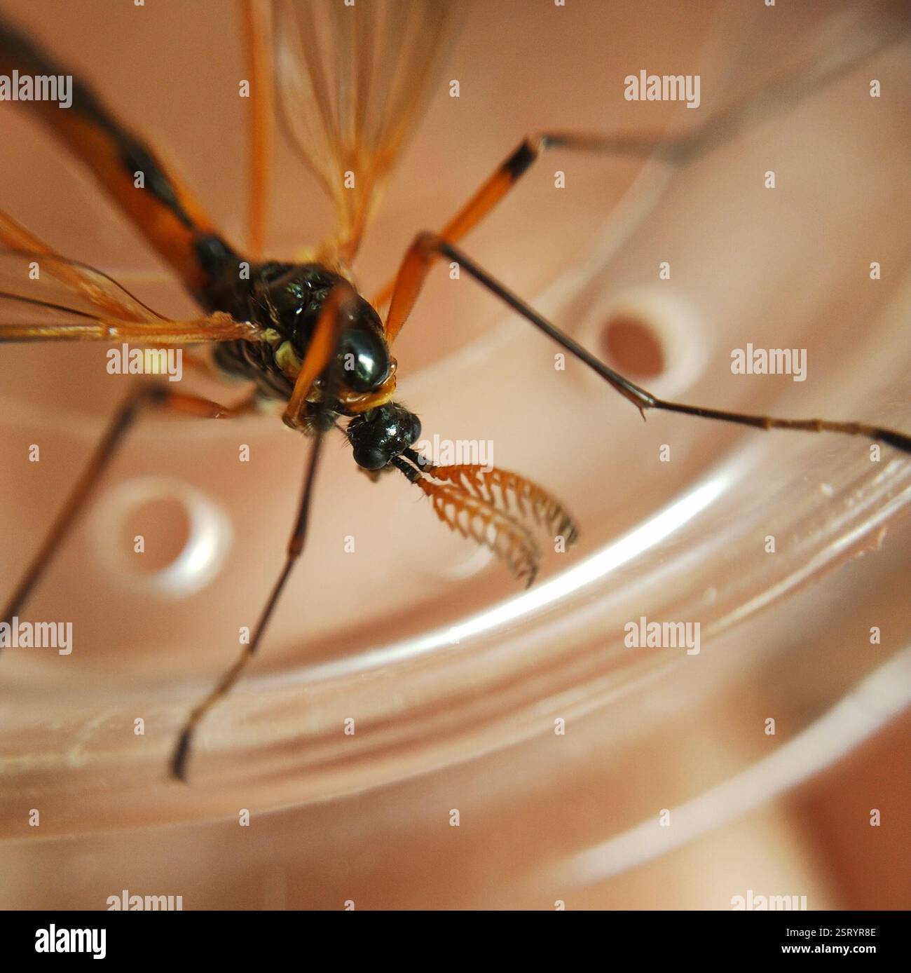 Giant Sabre Comb Horn Cranefly (Tanyptera atrata), Insecta, Kosanin dol ...
