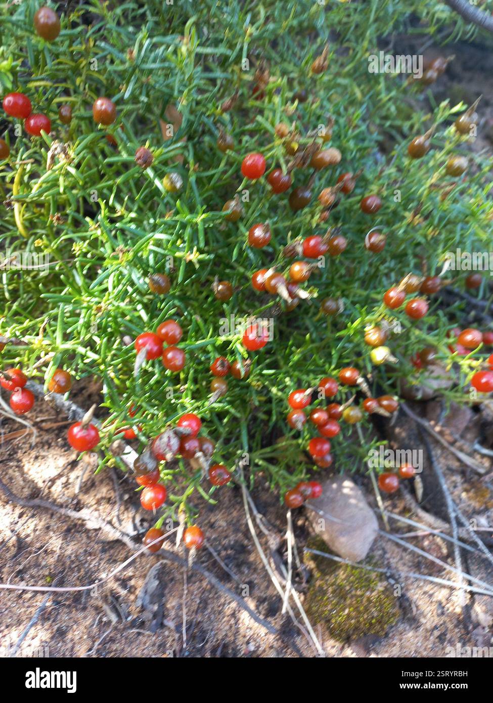 Christmas Berry (Chironia baccifera), Plantae, Helderberg Rural, Sir ...