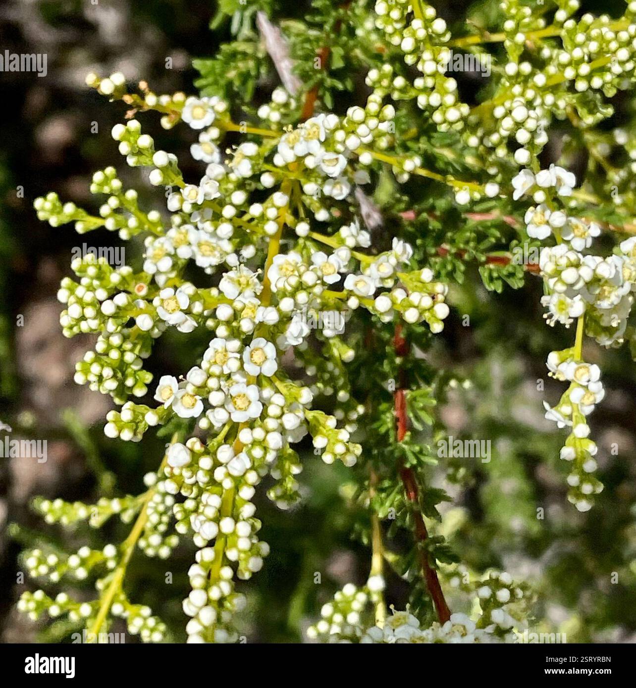 chamise (Adenostoma fasciculatum), Plantae, Fort Ord National Monument ...