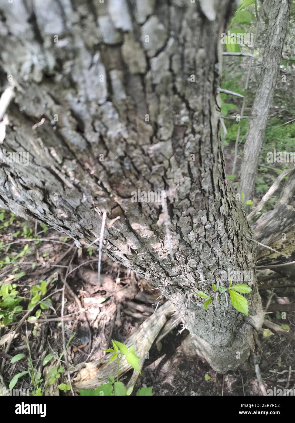 dotted hawthorn (Crataegus punctata), Plantae, Ancaster, ON L9G 3L1 ...