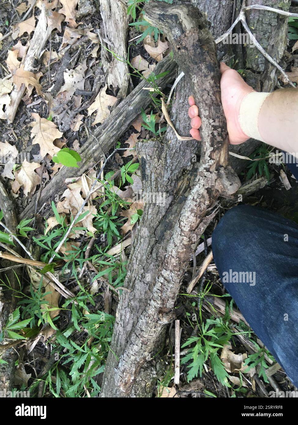 Wasp's Nest Slime Mold (Metatrichia vesparia), Protozoa, E Kerr Ave ...