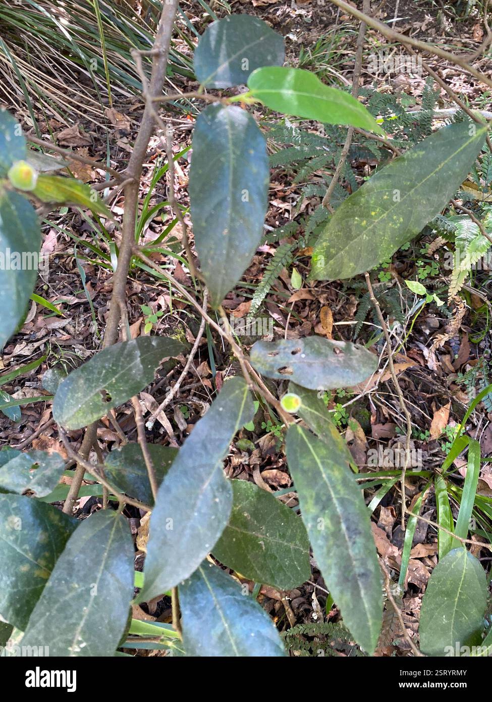 creek sandpaper fig (Ficus coronata), Plantae, Wahminda Park, Ferny ...