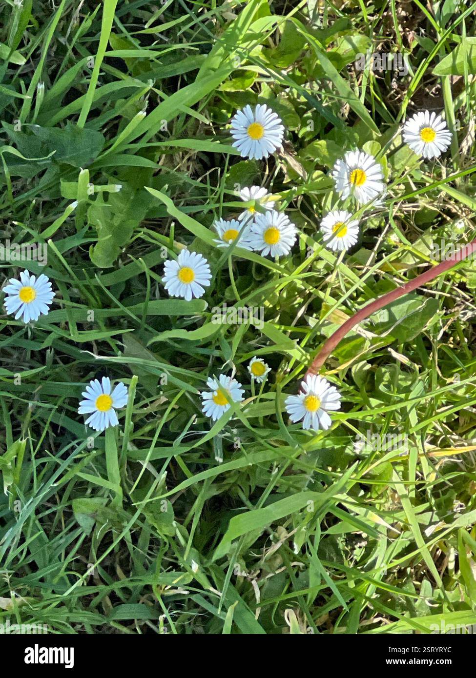 Lawn daisy (Bellis perennis), Plantae, The Chase, Rayleigh, England, GB ...