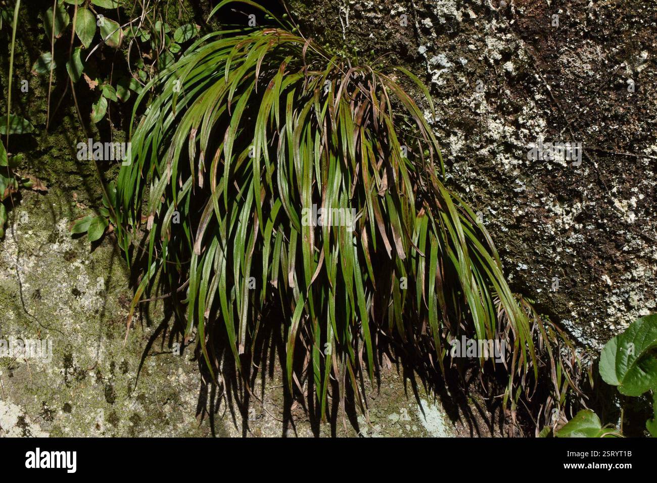 (Haplopteris flexuosa), Plantae, 中国江西省上饶市婺源县 Stock Photo - Alamy
