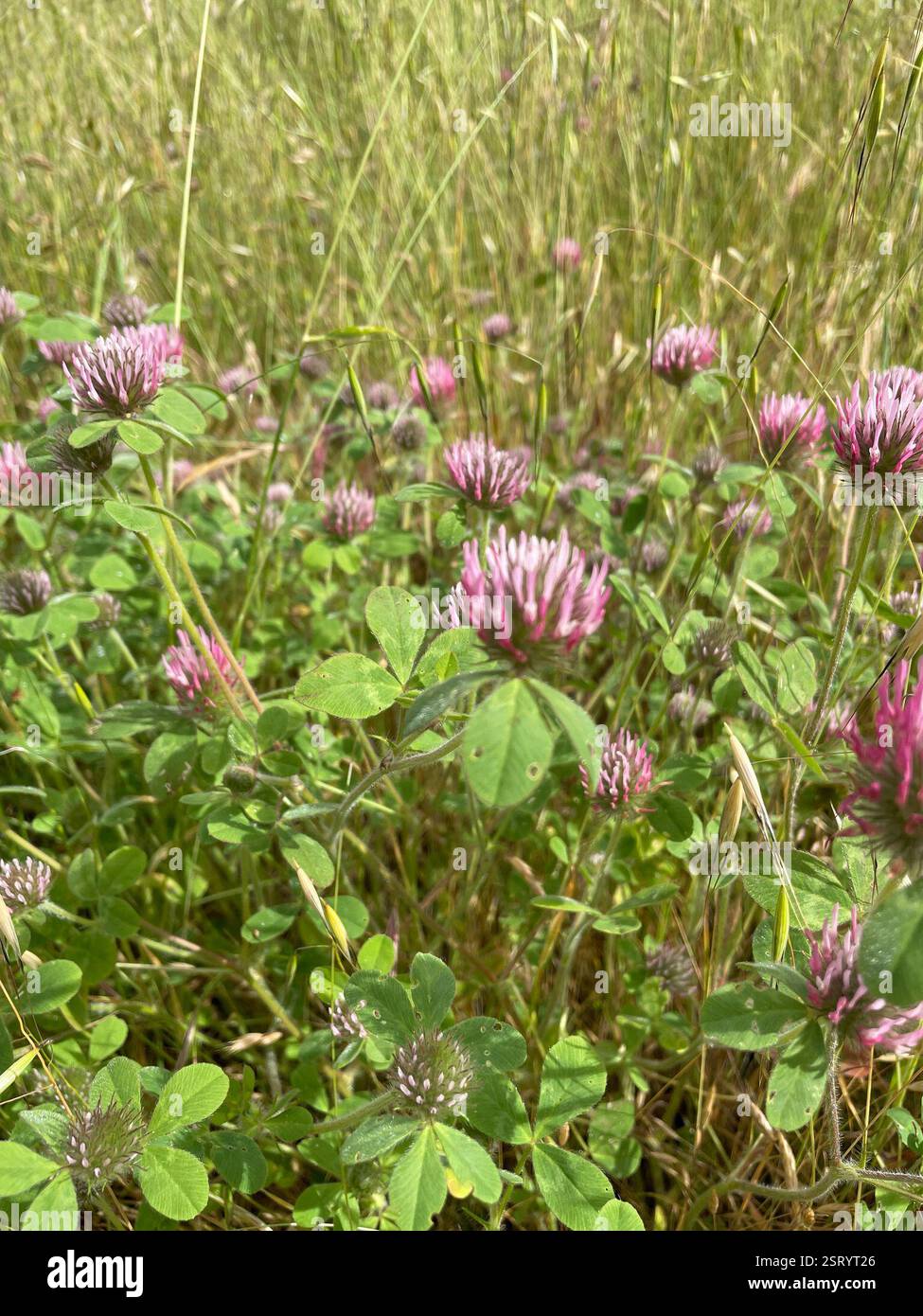 Rose Clover (Trifolium hirtum), Plantae, Edenvale, San Jose, CA, USA ...