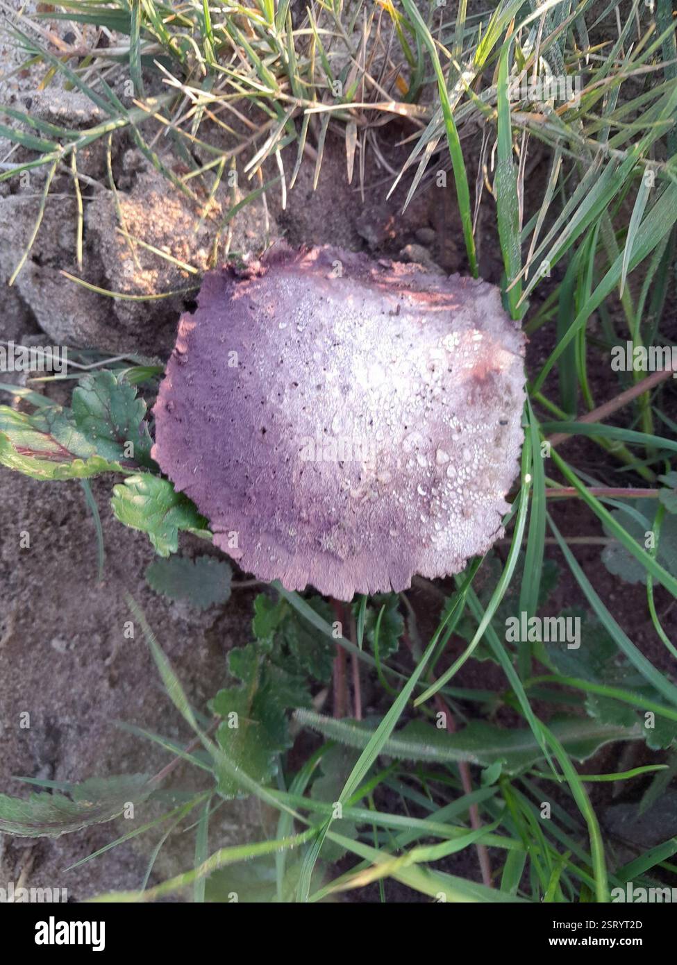 Purple-spored Puffball (Calvatia cyathiformis), Fungi, Cape Farms, Cape ...