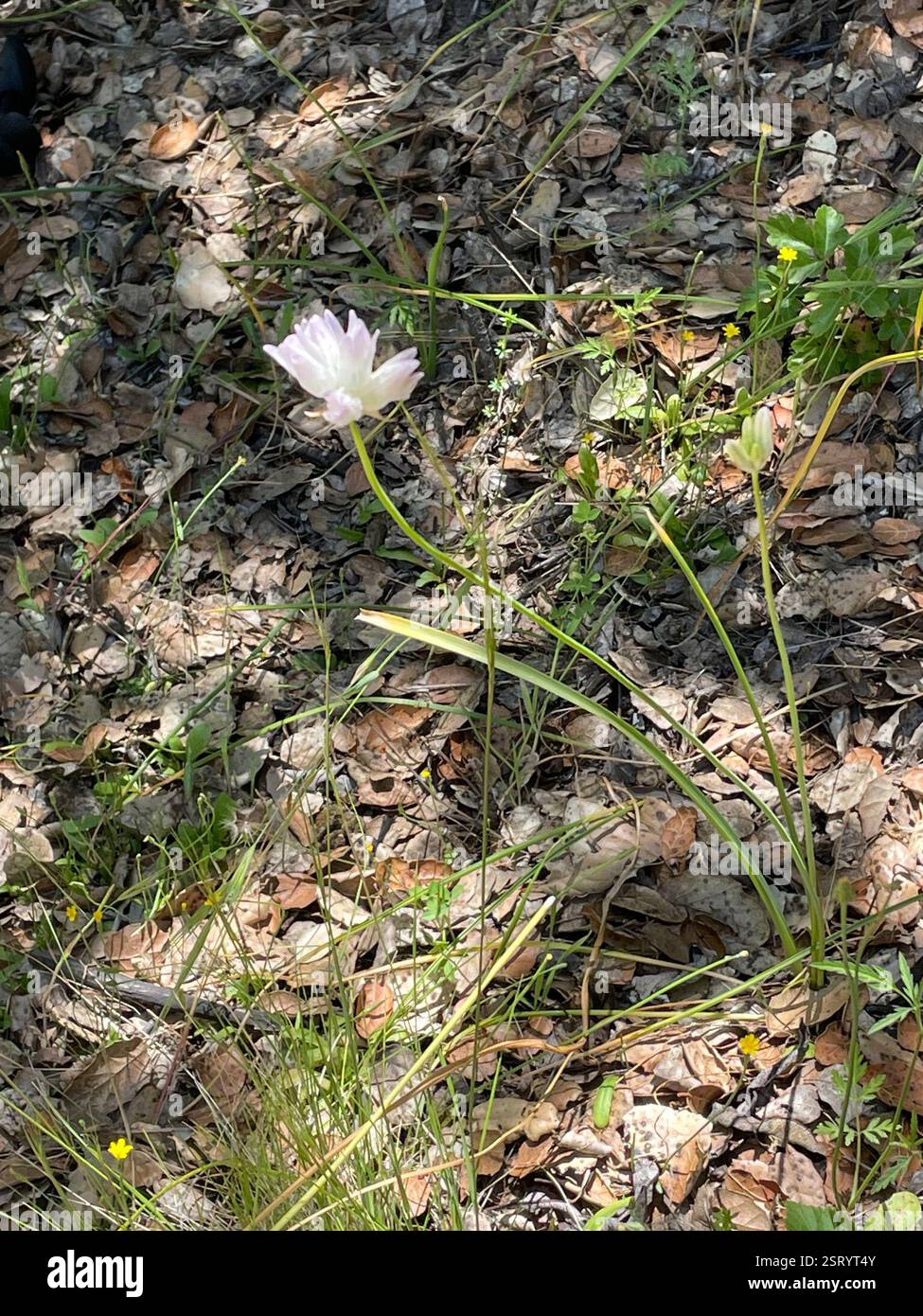 (Dipterostemon capitatus capitatus), Plantae, Byrne-Milliron Forest ...