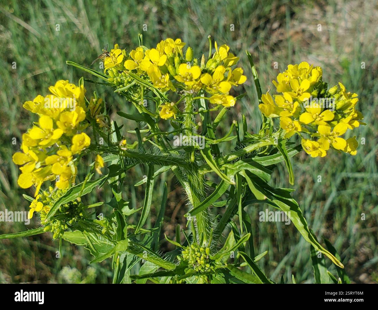 False London-rocket (Sisymbrium loeselii), Plantae, Belle Fourche, SD ...